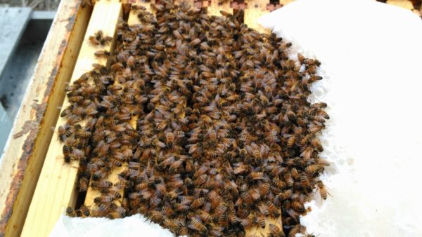How To Overwinter Bees In A Northern Climate – B&K’s Bees